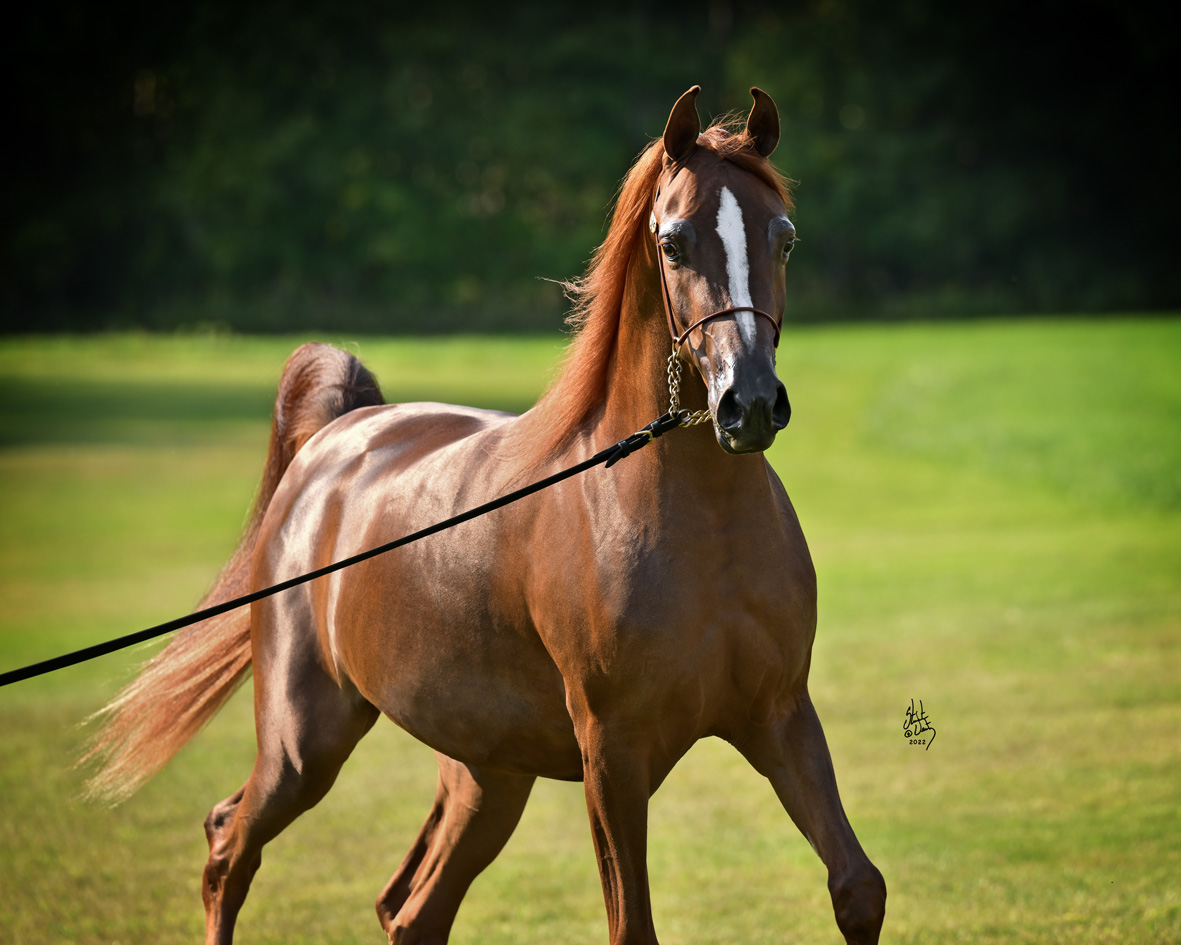 arabian and half arabian sale horses.
